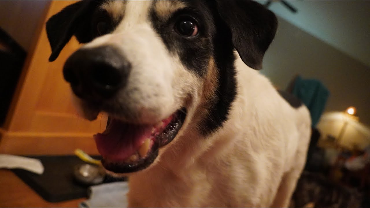 Willie Dog Fetches Cat Toy but Willy Is Not A Cat! - YouTube