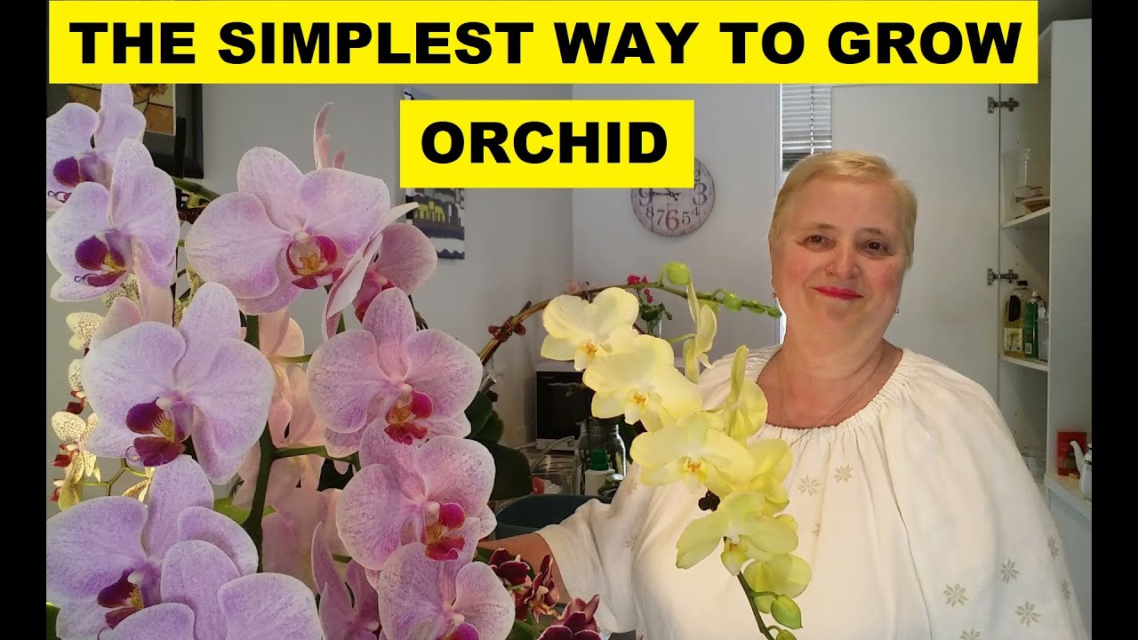 THE SIMPLEST WAY TO GROW AN ORCHID..3 YEARS EXPERIENCE - YouTube