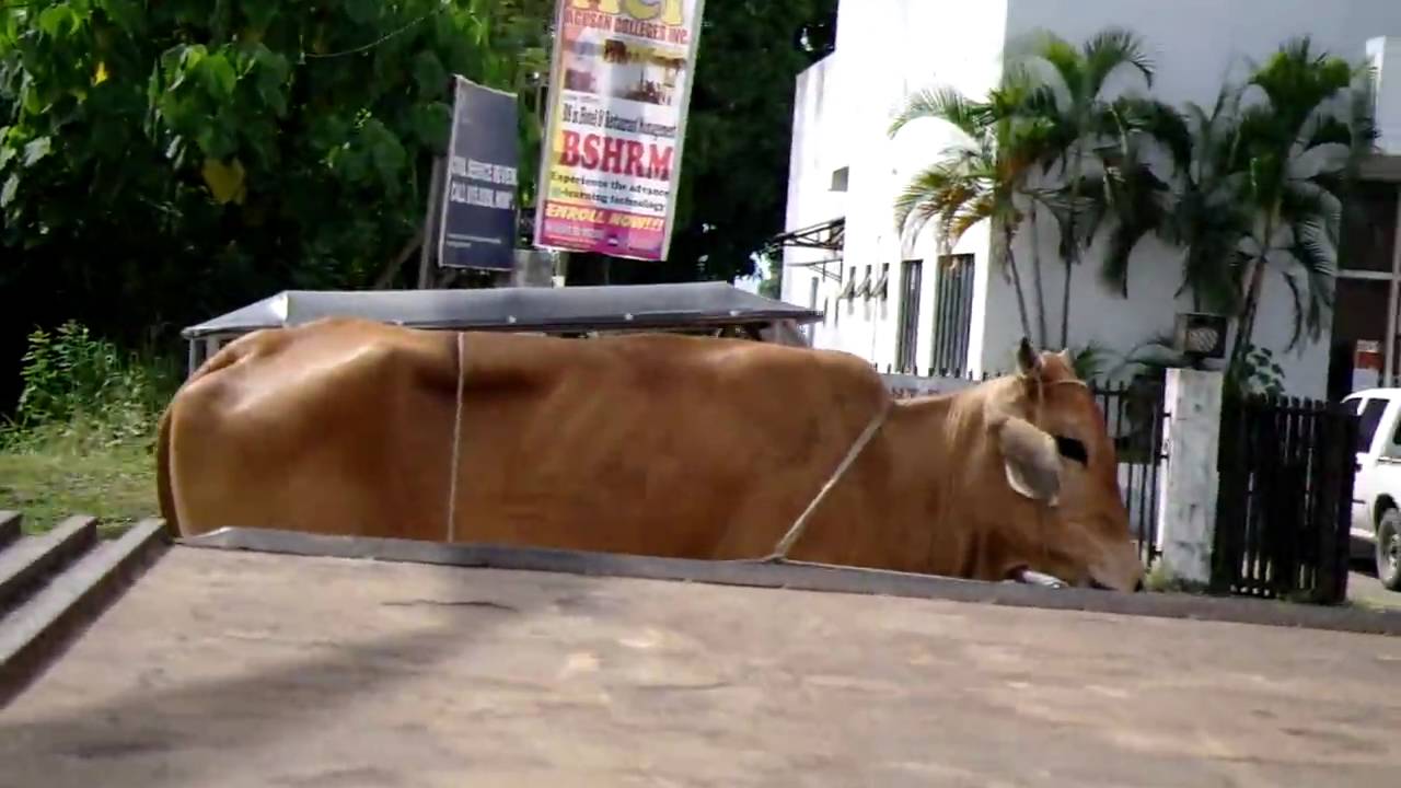 Cow on motorcycle in Philippines - YouTube