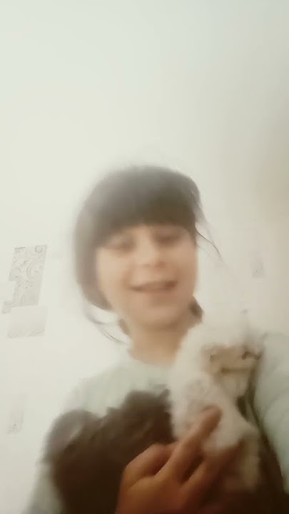 котики Youtube
