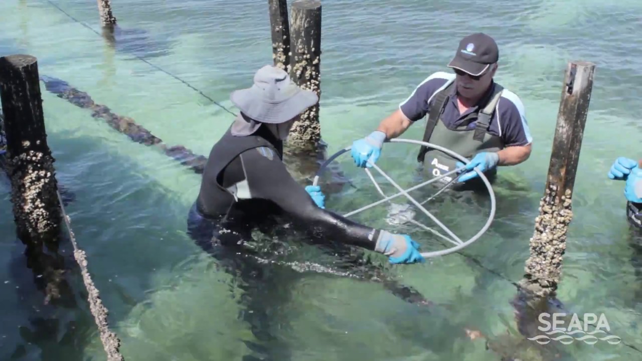 Prepare and Install an Adjustable Longline - YouTube