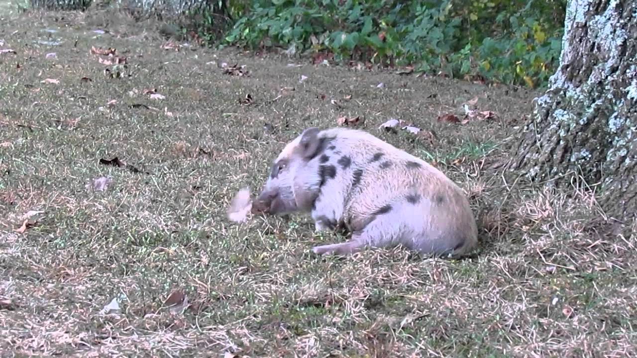 Pig Playing With a Leaf.MOV - YouTube