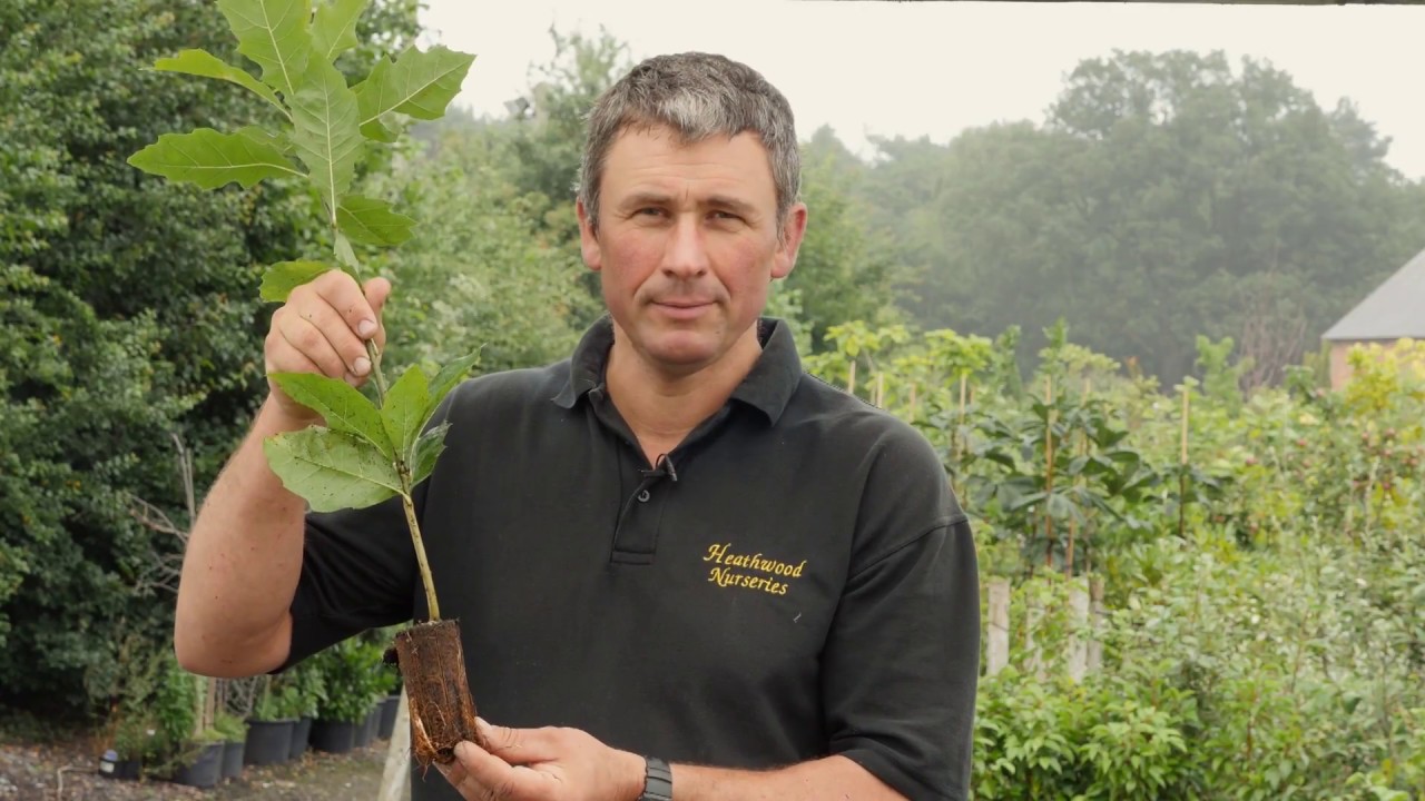How to plant a Red Oak Tree from Cell Grown - British Seed origin - YouTube