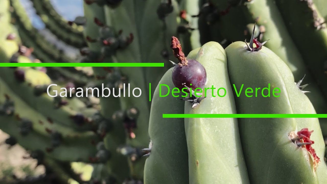 Garambullo | Desierto Verde - YouTube