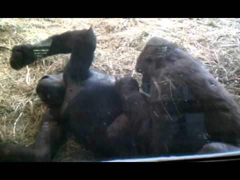 Gorillas making love at the Woodland park zoo - YouTube