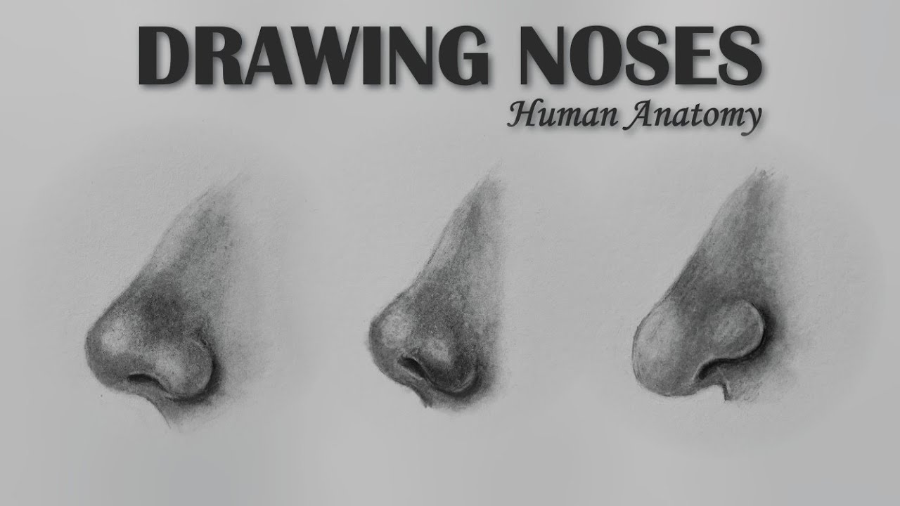 Human Noses Profile