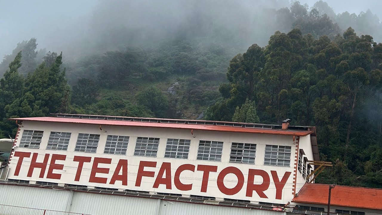"Ooty Tea Factory Visit | Behind the Scenes of Tea Making" - YouTube