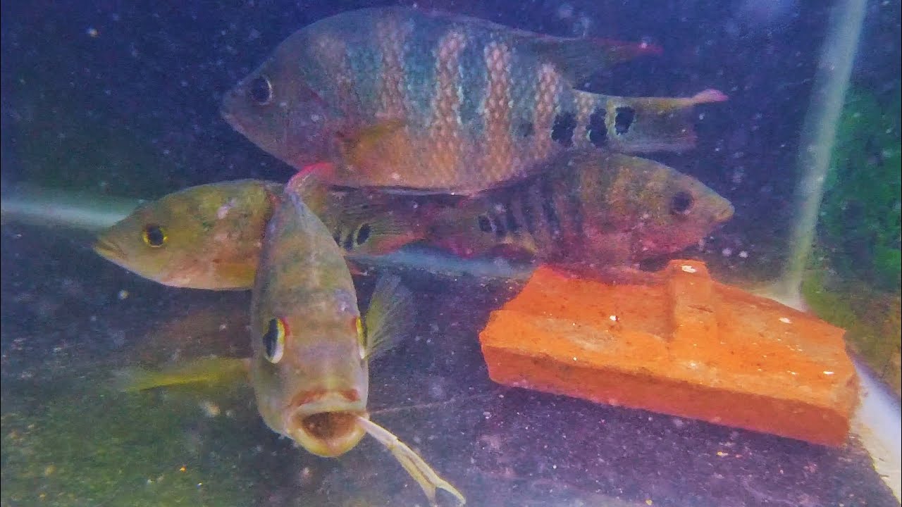 Swimming with my Mayan Cichlids: Caught One Enjoying a Freshwater ...