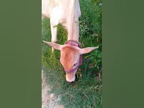 Cows nom nom sound 🐄🤩 #shorts #cows - YouTube