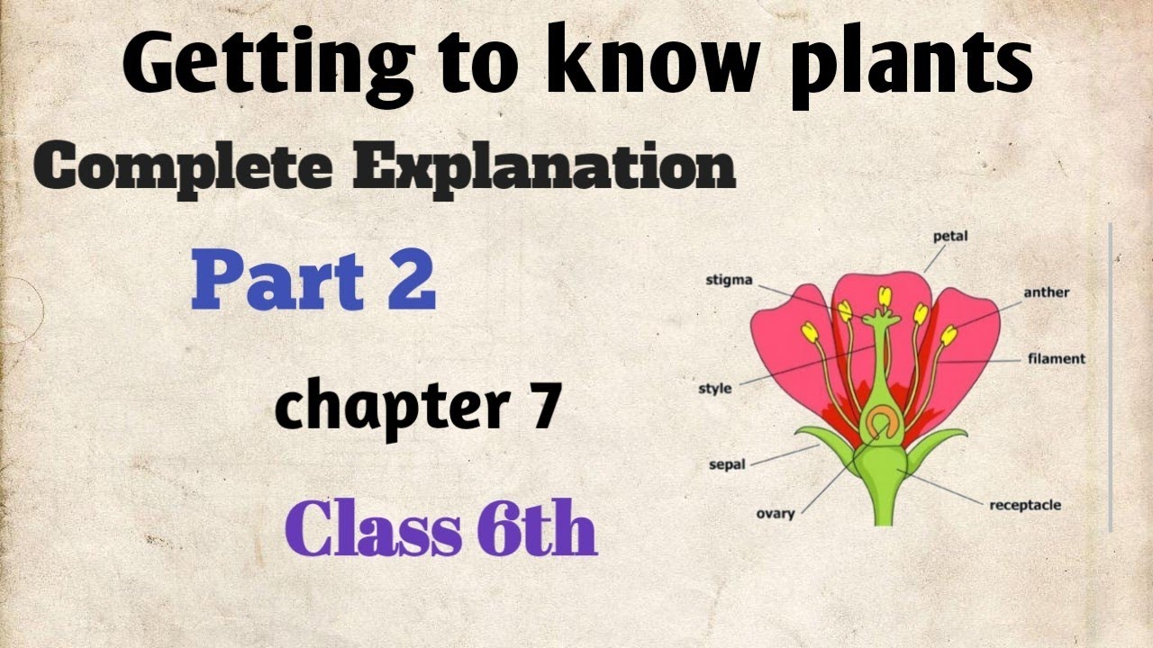 Getting to know plants/ class 6th / Complete chapter explanation / part ...