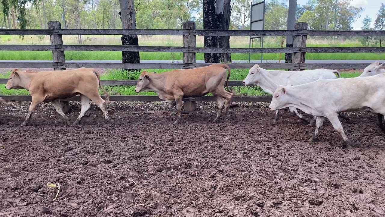 Big Heifers - YouTube