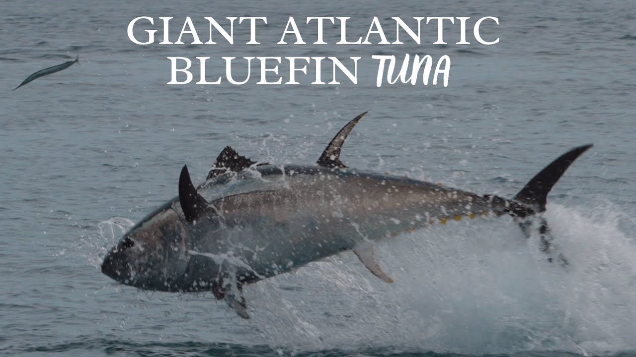 INCREDIBLE LEAPING Atlantic Giant Bluefin Tuna in United Kingdom - YouTube