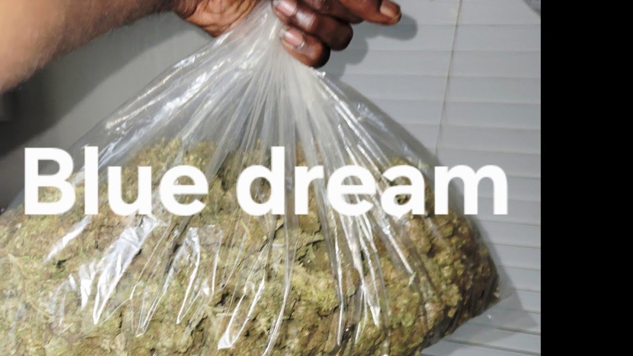 GOT A WHOLE LB OF BLUE DREAM FOR 225 AT TSB - YouTube