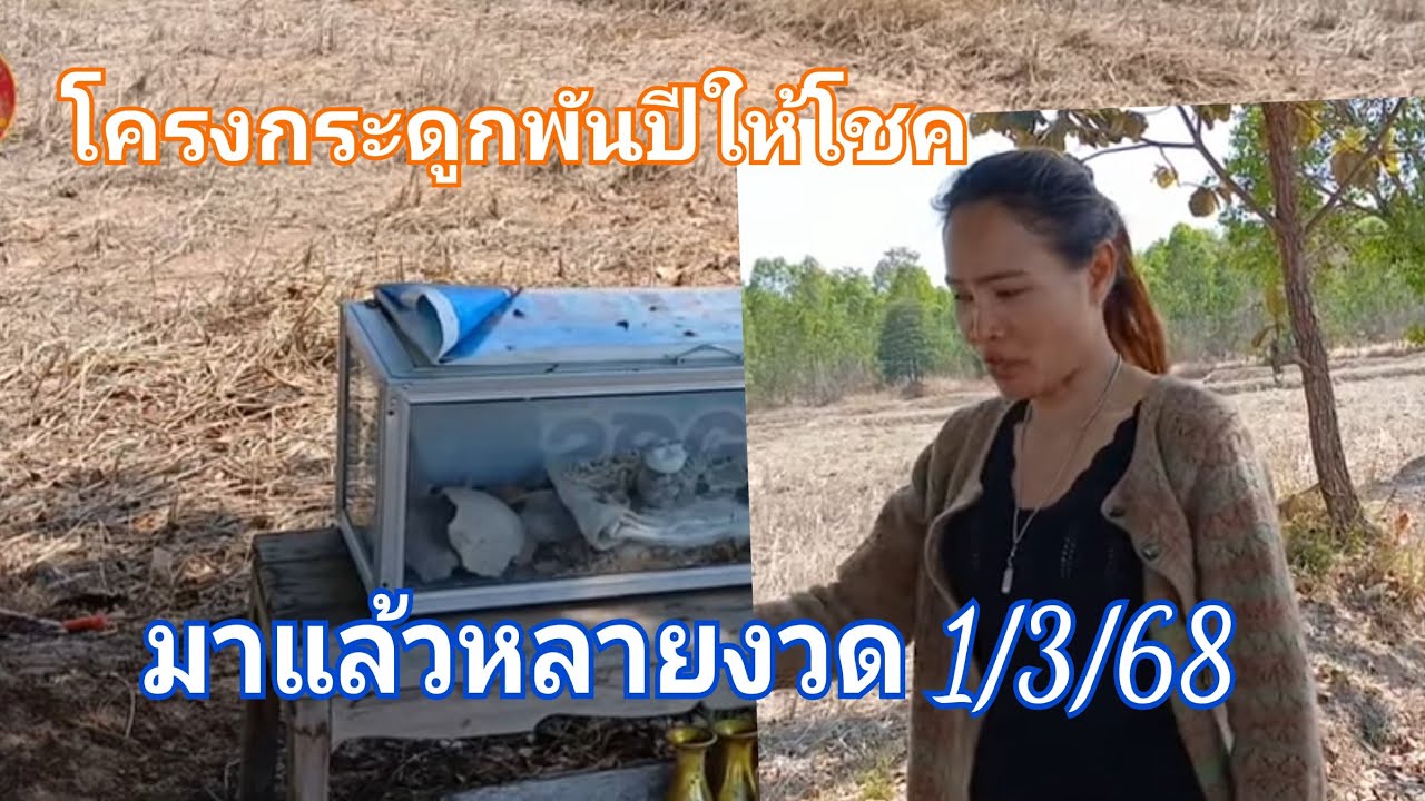 โครงกระดูกพันปีให้โชค มาแล้วหลายงวด 1/3/68 - YouTube