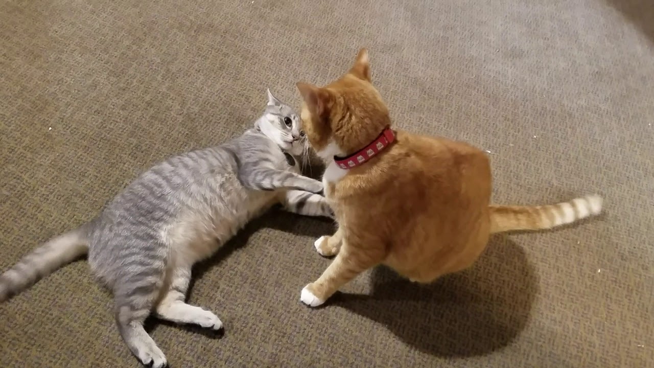 Our cats being cats - YouTube