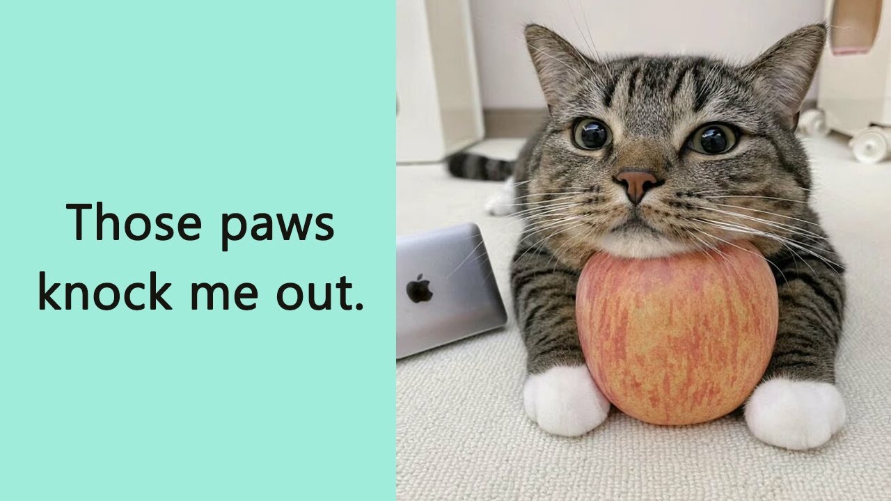 50 Purrfectly Funny Cat Memes That Show Why The Internet Is Obsessed ...