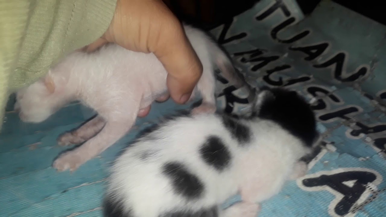 PROSES PERKEMBANGAN DAN PERTUMBUHAN KUCING - YouTube