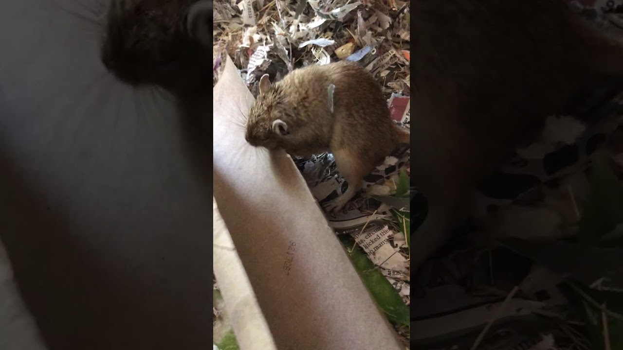 Gerbil chewing - YouTube