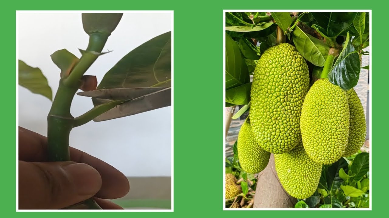 Simple Technique Grafting Jackfruit With Aloe Vera Quickly. How to ...