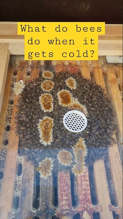 What Do Bees Do In Winter - How Do Bees Stay Warm - Why Do Bees Cluster ...
