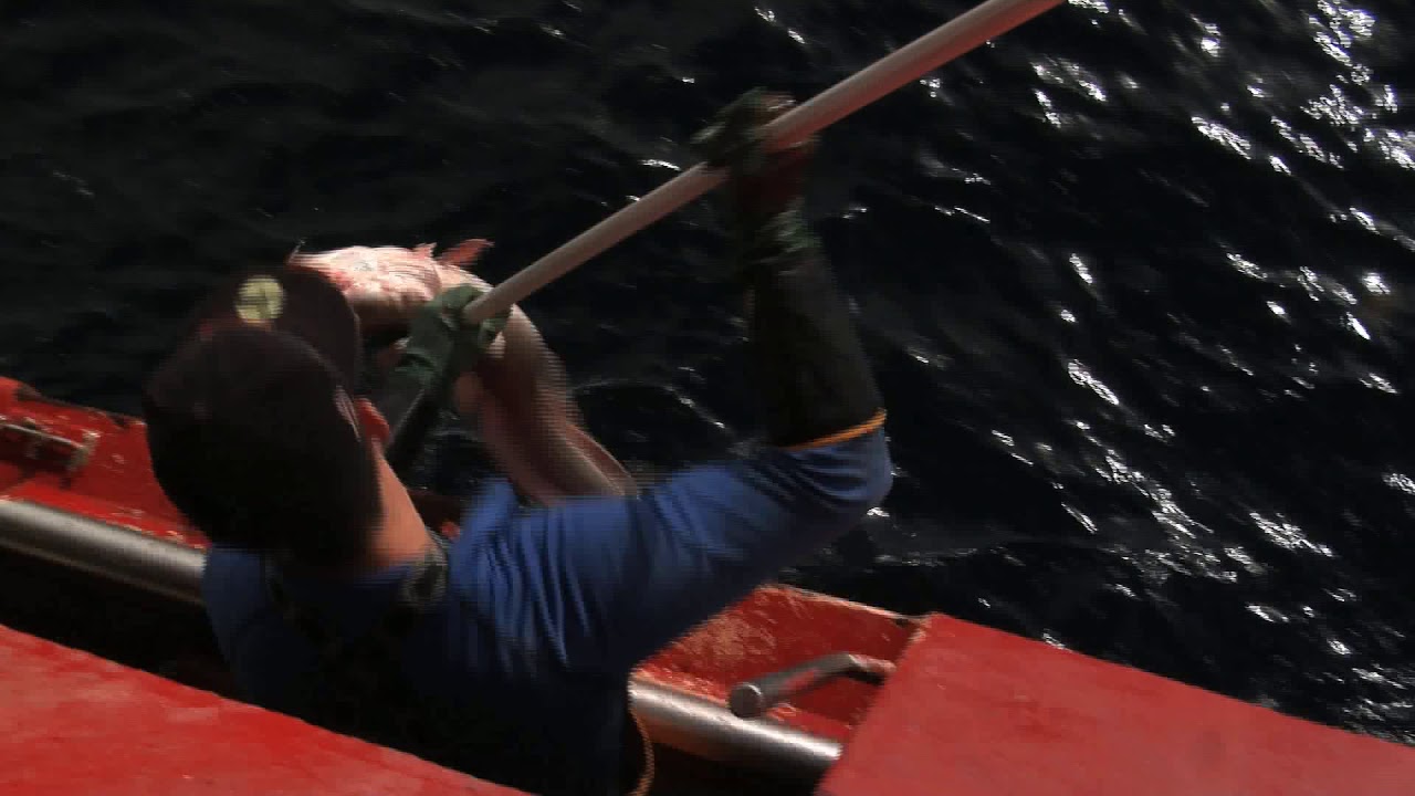 Longline fishing aboard the longliner Loran - YouTube