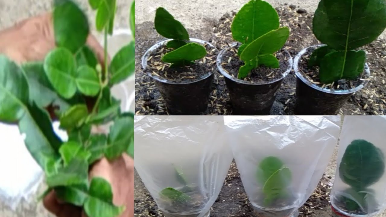 Stek Daun Jeruk Purut - YouTube