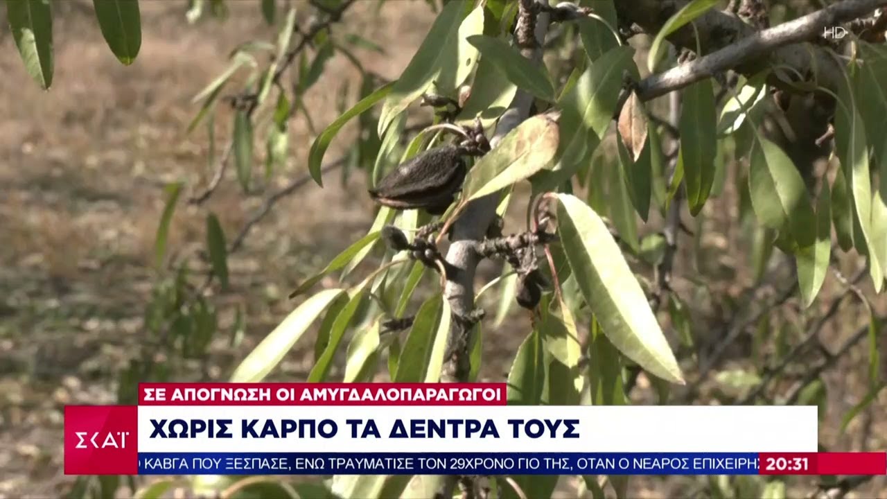 Σε απόγνωση οι αμυγδαλοπαραγωγοί, χωρίς καρπό τα δέντρα τους – Δεν ...