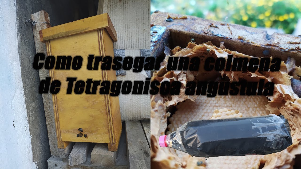 Trasiego de colmena angelita (Tetragonisca angustula) a caja ...
