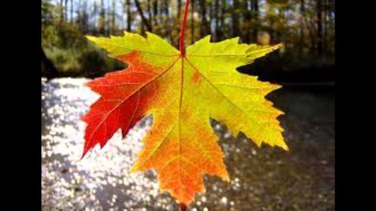 Michigan Fall Colors | Pure Michigan - YouTube