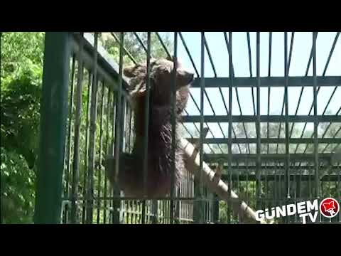 YAVRU AYILARA BEBEK GİBİ BAKIYORLAR