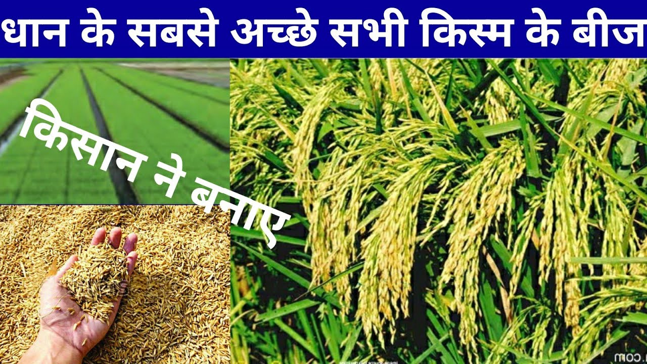 धान का सबसे अच्छा बीज,dhan ka beej,किसान ने बनाया धान सभी किस्मों का ...