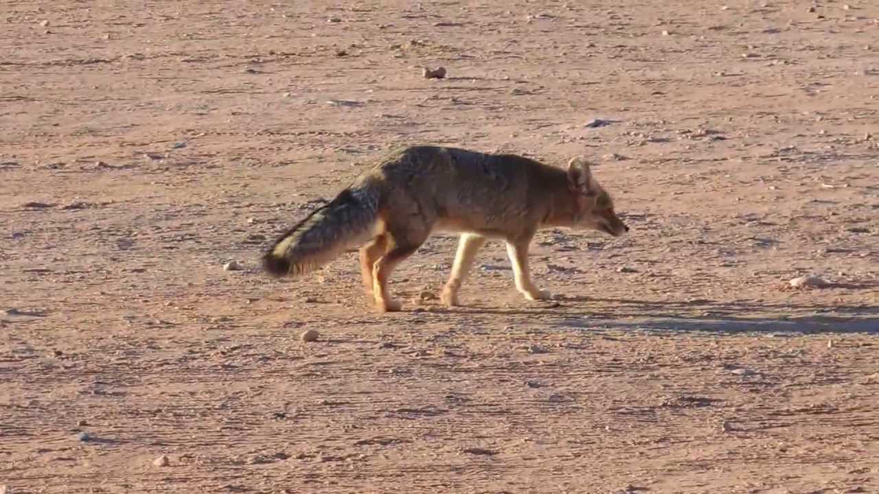 Vulpini (zorro de Argentina) - YouTube