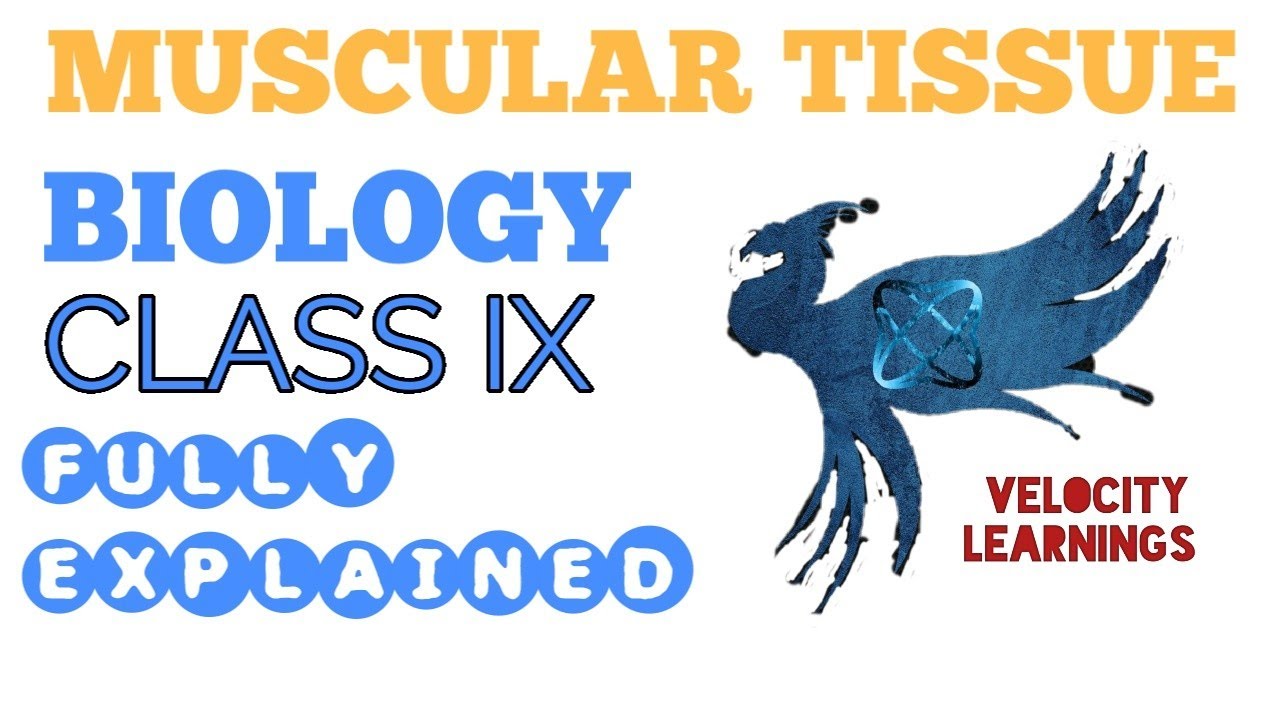 MUSCULAR TISSUE || CLASS IX || BIOLOGY || TISSUE || VELOCITY LEARNINGS ...