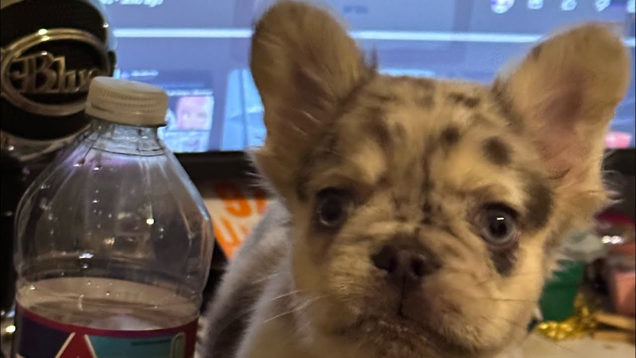 Little man vs giant - YouTube