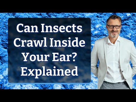 How To Know If Insects Are In Your Ear