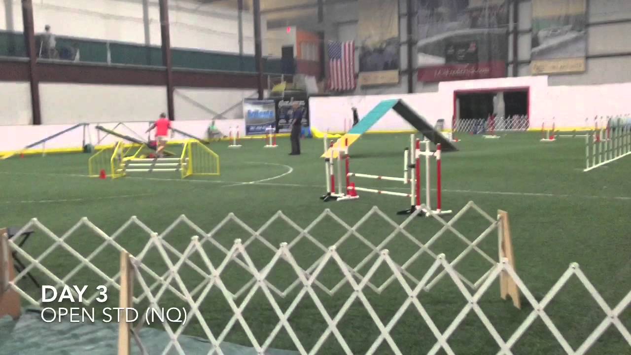 Duke's 4 days of agility - YouTube
