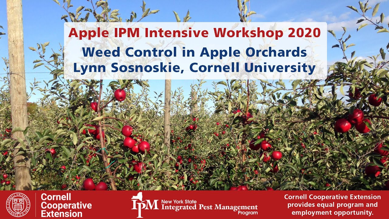 Weed Control in Apple Orchards - YouTube