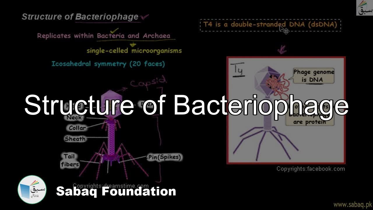Structure Of Bacteriophage Biology Lecture Sabaqpk Youtube