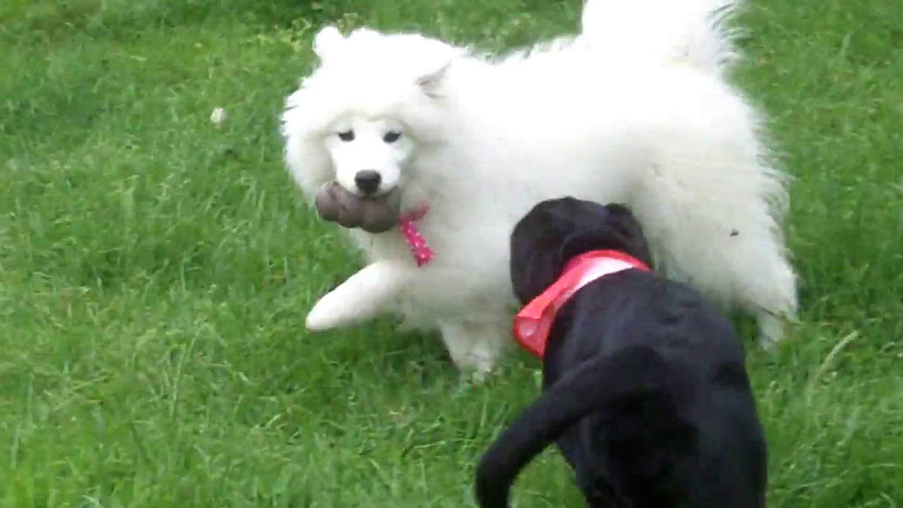 Samoyed & Labrador puppy Kelly & Lexi legging it. - YouTube