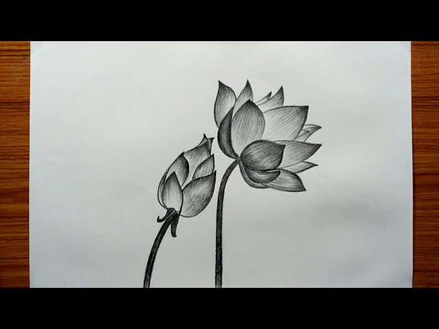 How To Shade A Lotus Flower | Best Flower Site