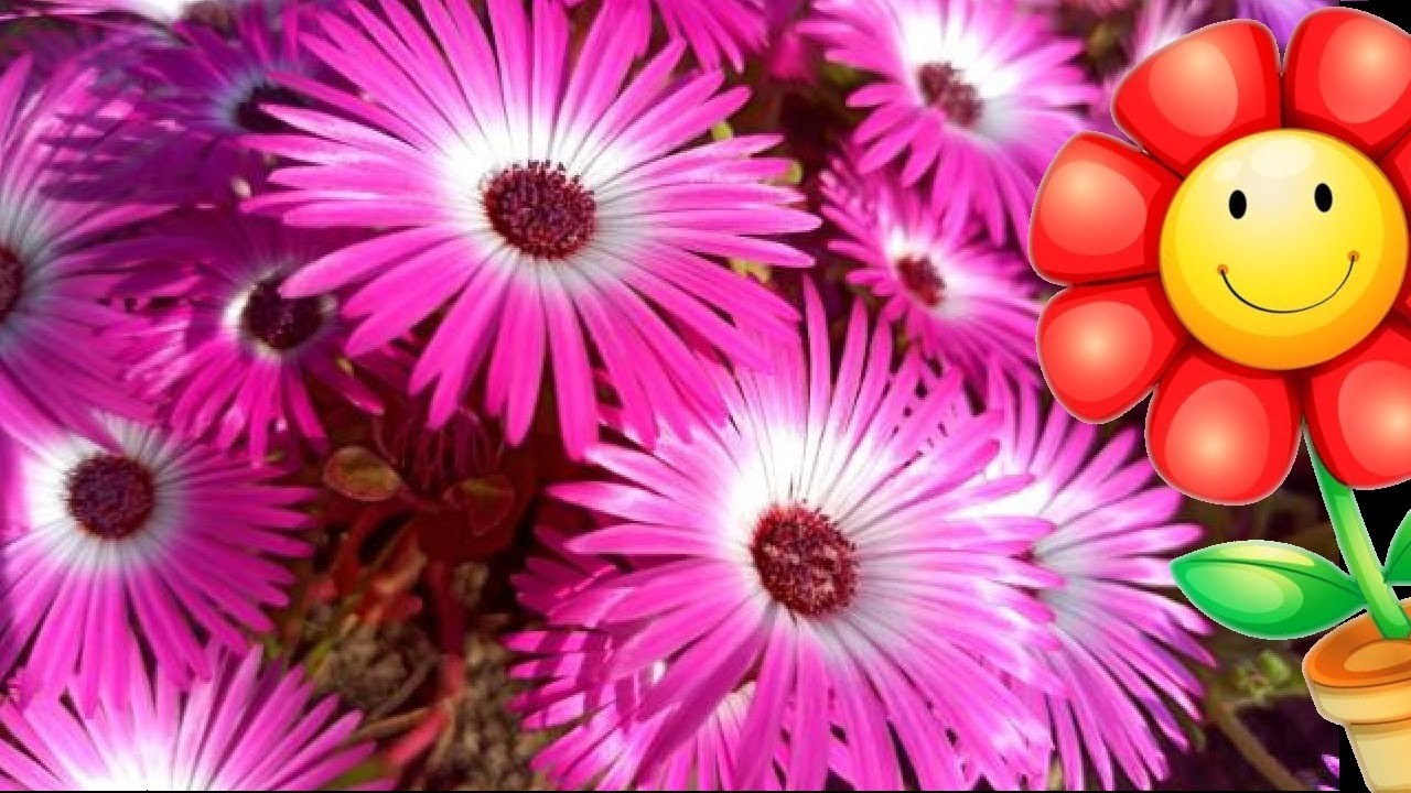 Aptenia cordifolia - Rocío o Escarcha - flower 2024 #167 - YouTube