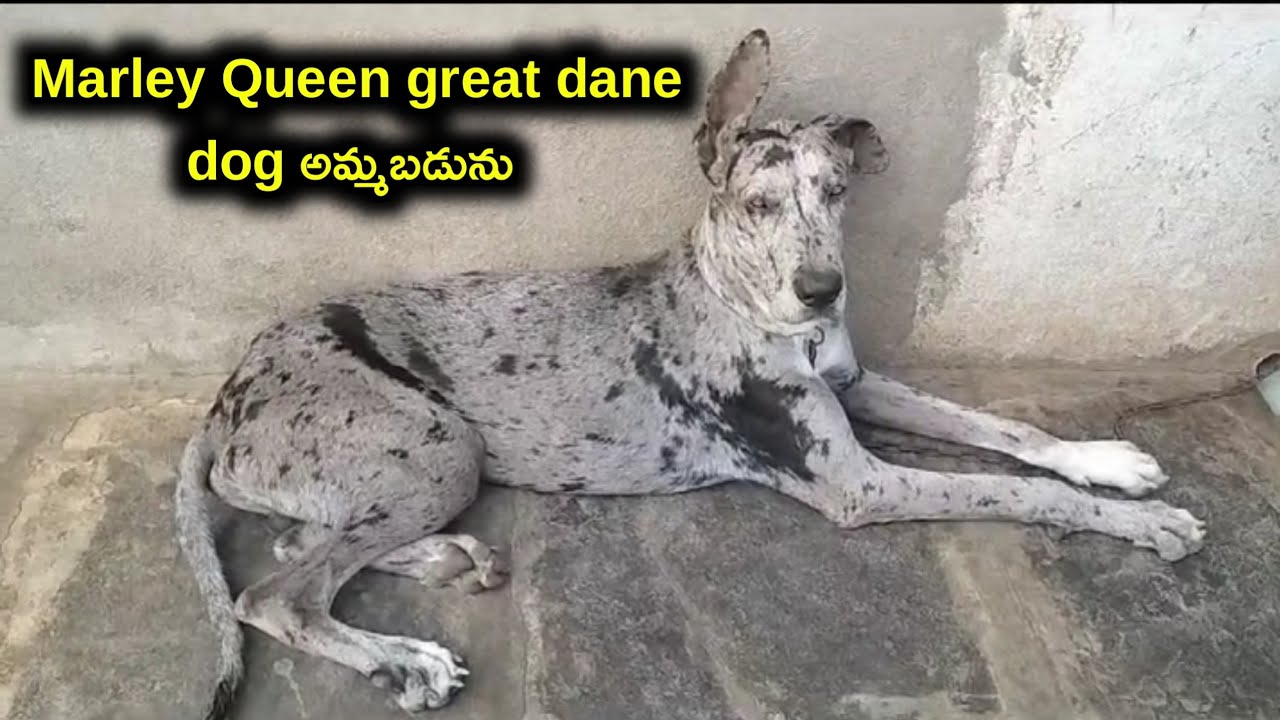 top quality Marley queen great dane dog for sale in telugu/6304965823 ...