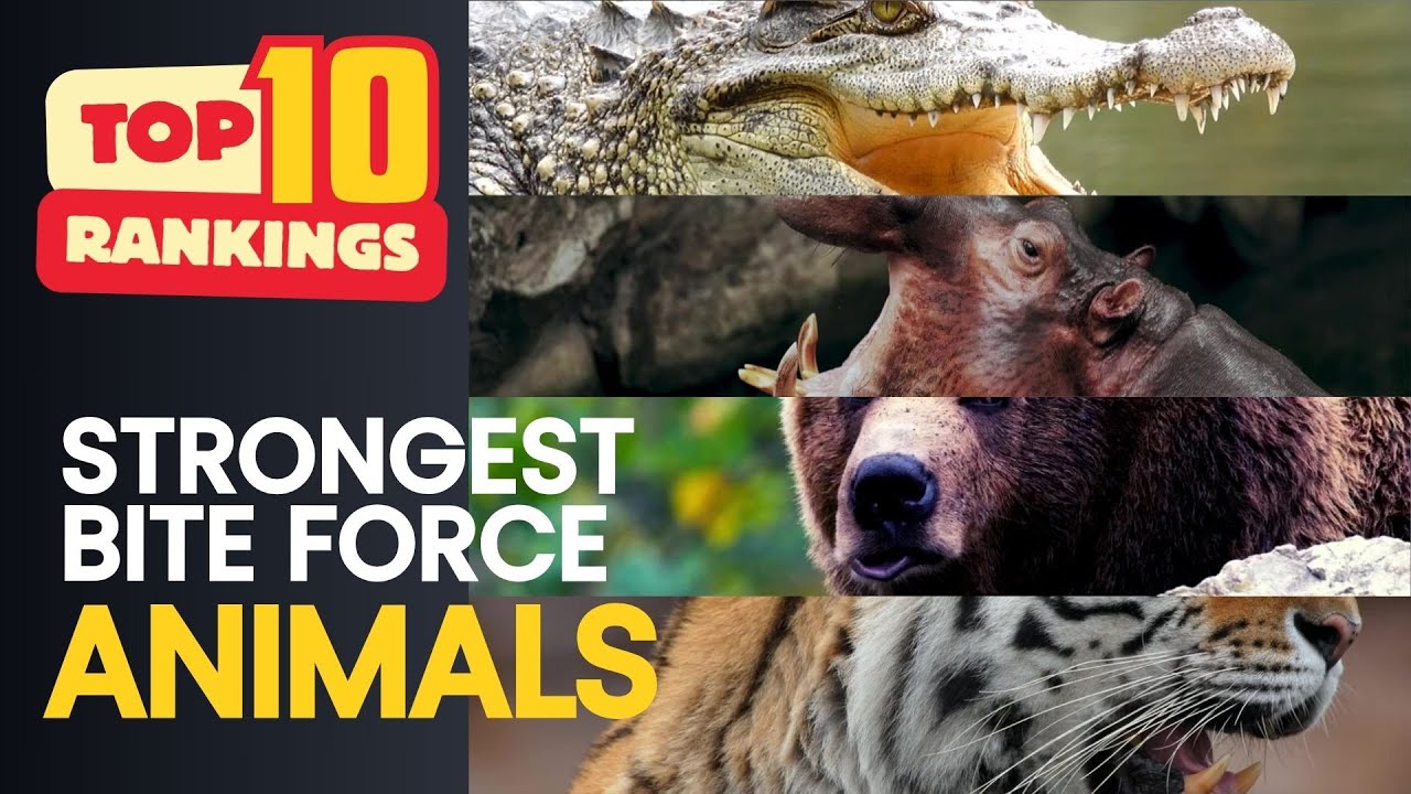 Top 10 ANIMALS With the STRONGEST BITE FORCE in the World - 2025 - YouTube