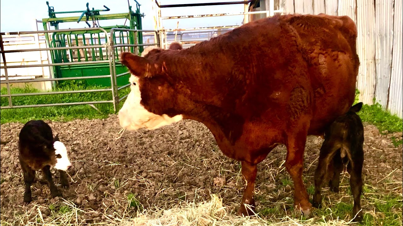 Twins in Cattle- A Blessing or a Curse??? - YouTube