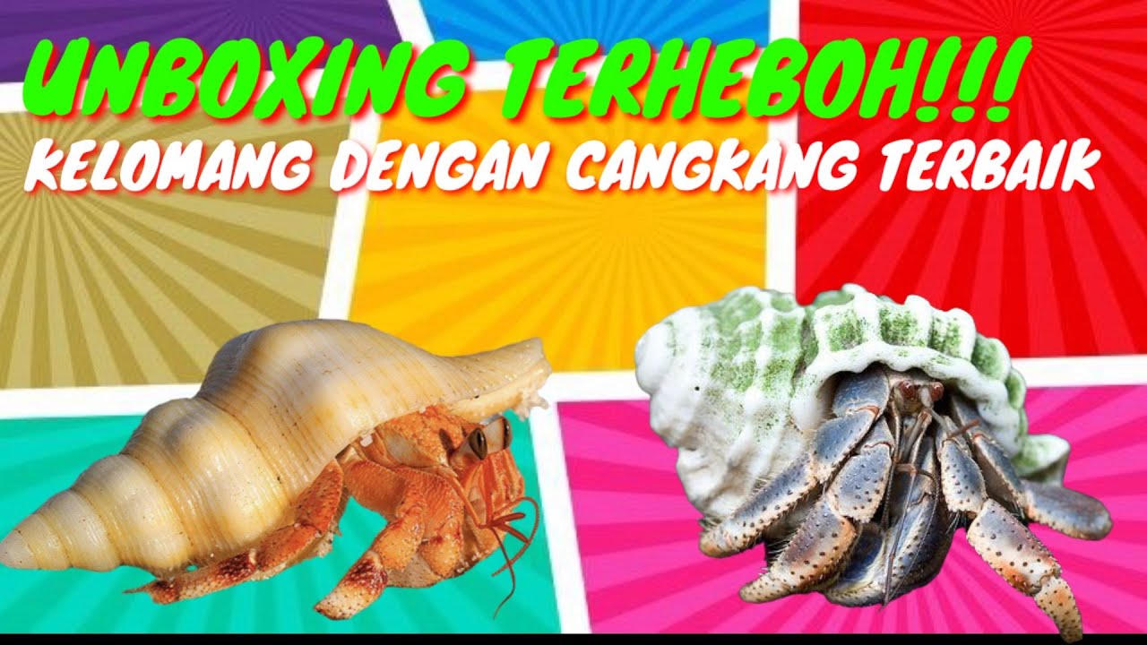Unboxing Terheboh! Kelomang Dengan Cangkang Terbaik! - YouTube