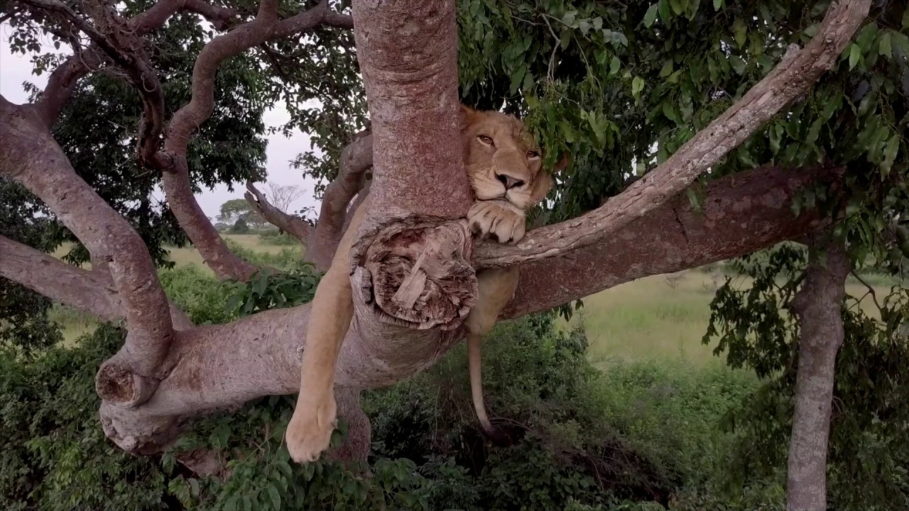 Jacob the lion taking a wee out of a tree! - YouTube