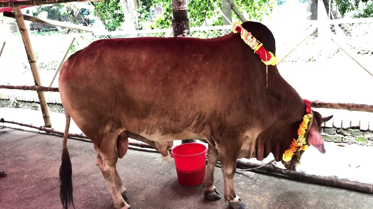 Decorated Bull of Dhanmondi | Boro Goru | Deshal - YouTube