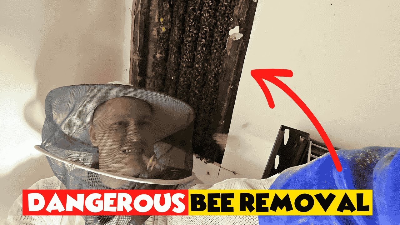I Survived a Swarm of ANGRY Bees in San Gabriel California! - YouTube