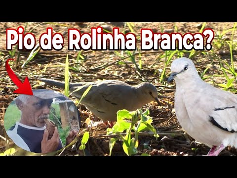 Rolinha PICUÍ ou Rolinha BRANCA? Teste de Pio e Observação de Aves ...