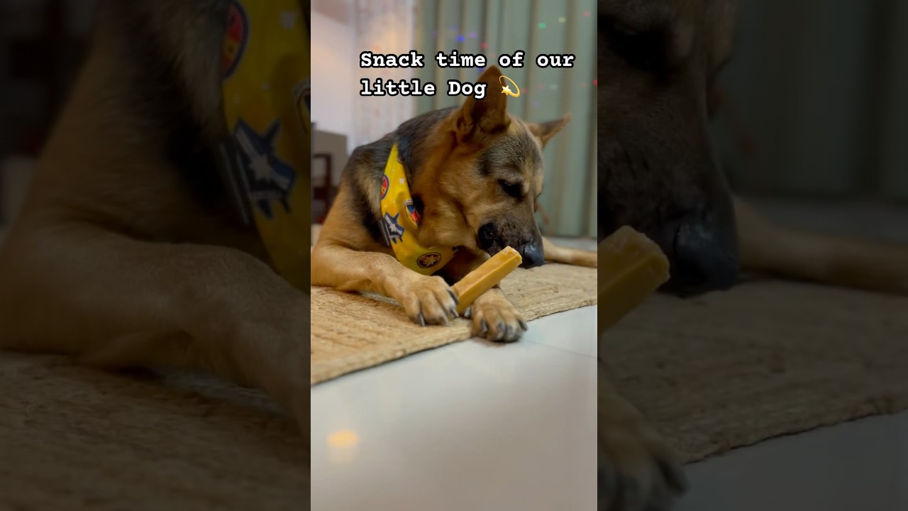 Little things that makes my dog happy. 💫🌟 #dog #shorts #doglover # ...